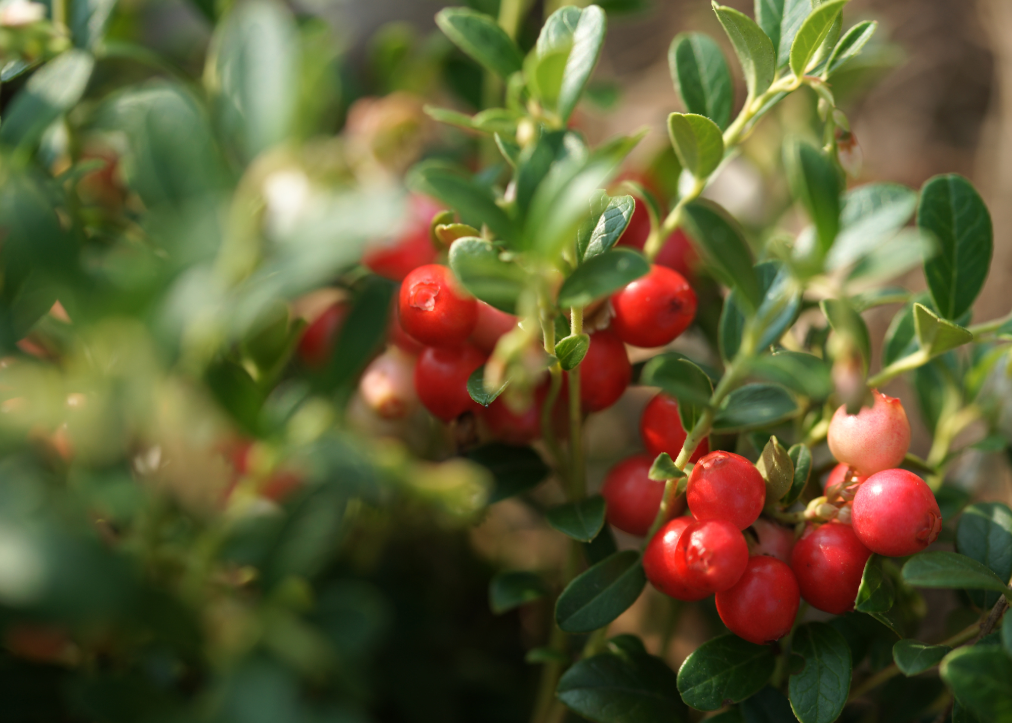 Watch Scarborough & Tweed President Lisa McCullagh creator of the Wall ...